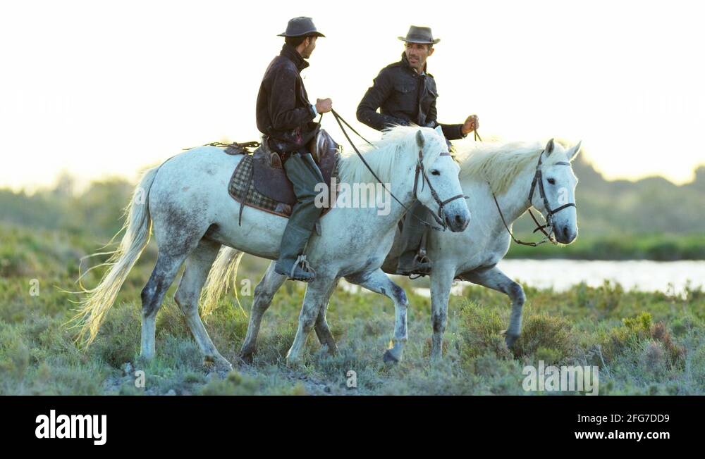 Rider horse Stock Videos & Footage - HD and 4K Video Clips - Alamy