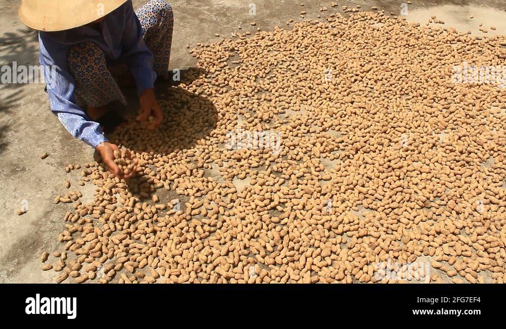 Drying peanuts Stock Videos & Footage - HD and 4K Video Clips - Alamy