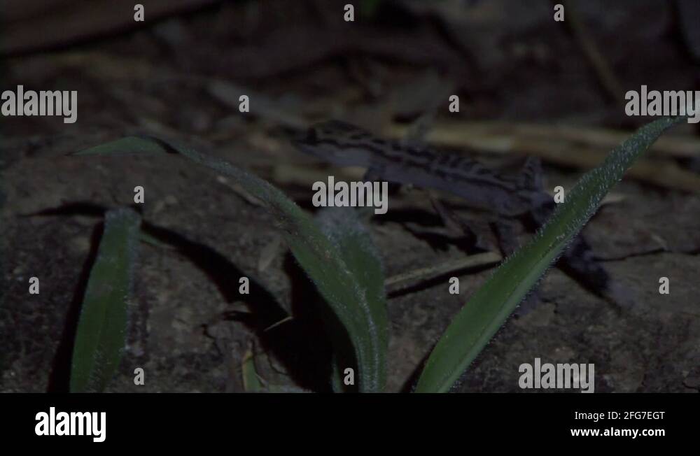 Madagascar deciduous forest Stock Videos & Footage - HD and 4K Video ...