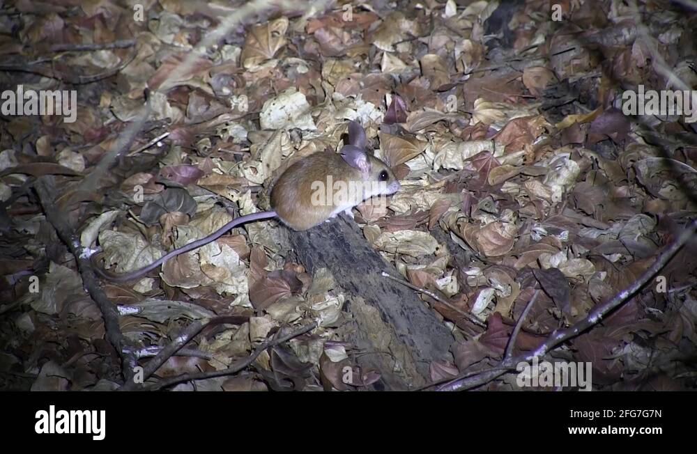 Rat ears Stock Videos & Footage - HD and 4K Video Clips - Alamy