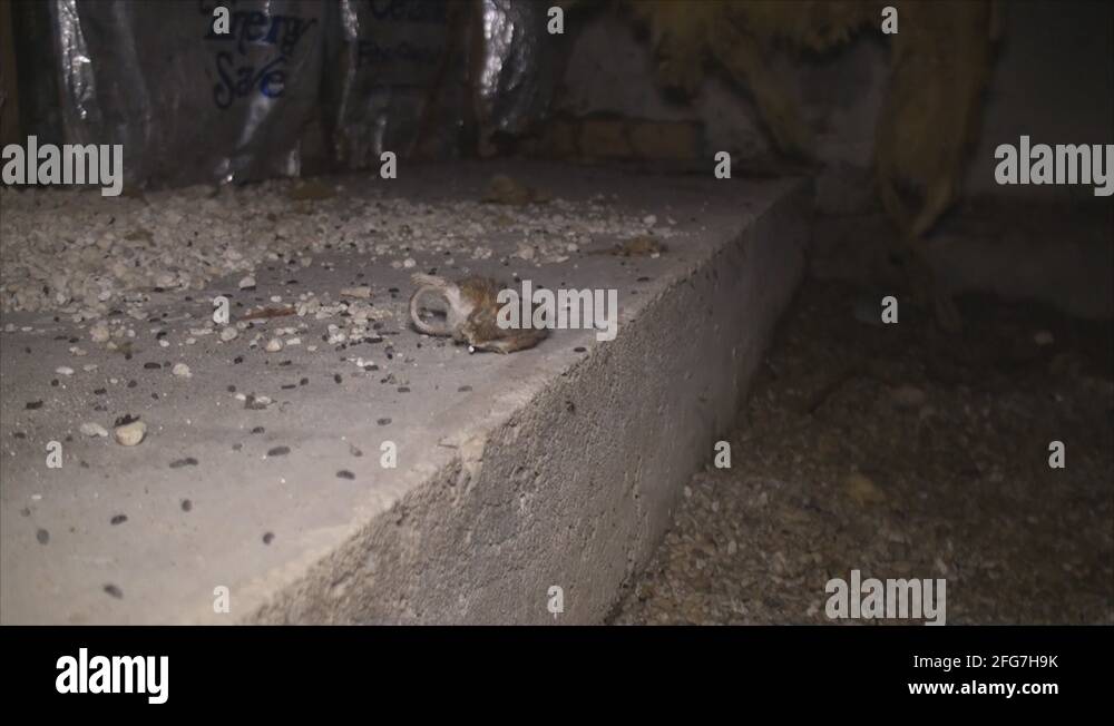 Dead mouse Stock Videos & Footage - HD and 4K Video Clips - Alamy