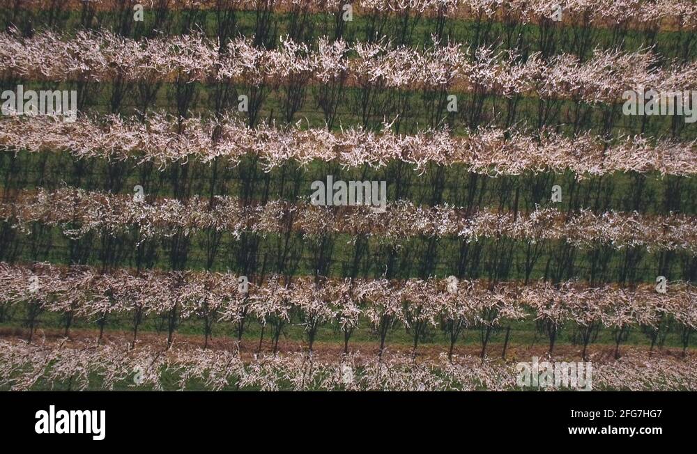 Plum trees in bloom Stock Videos & Footage - HD and 4K Video Clips - Alamy