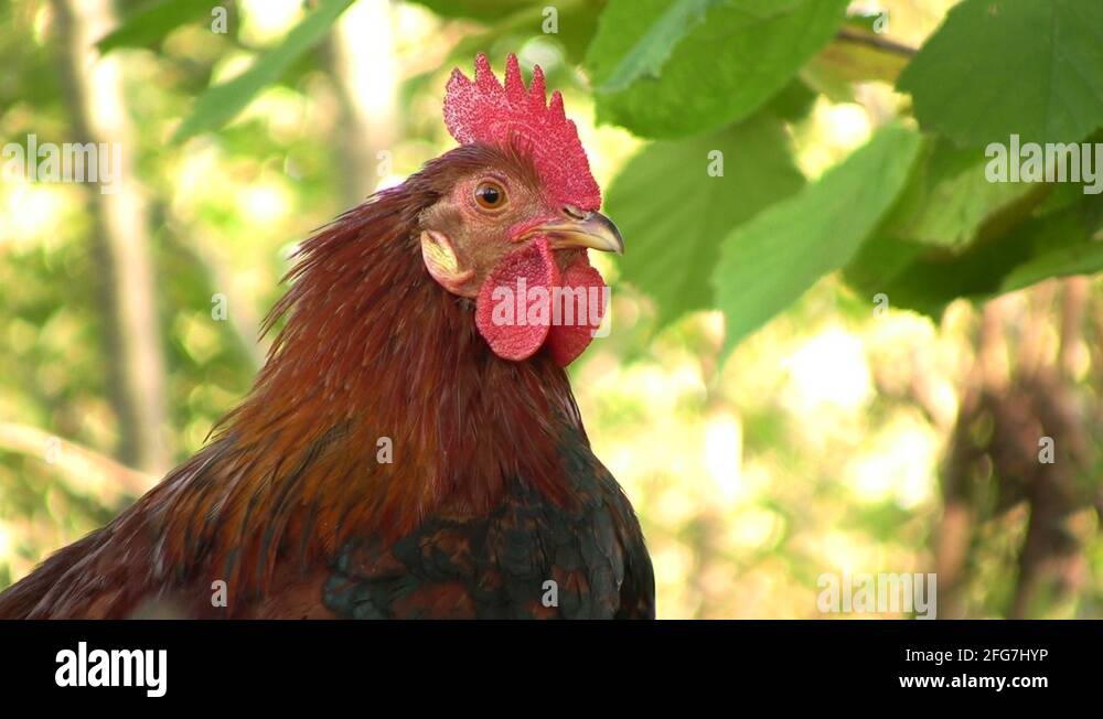 Rooster profile Stock Videos & Footage - HD and 4K Video Clips - Alamy