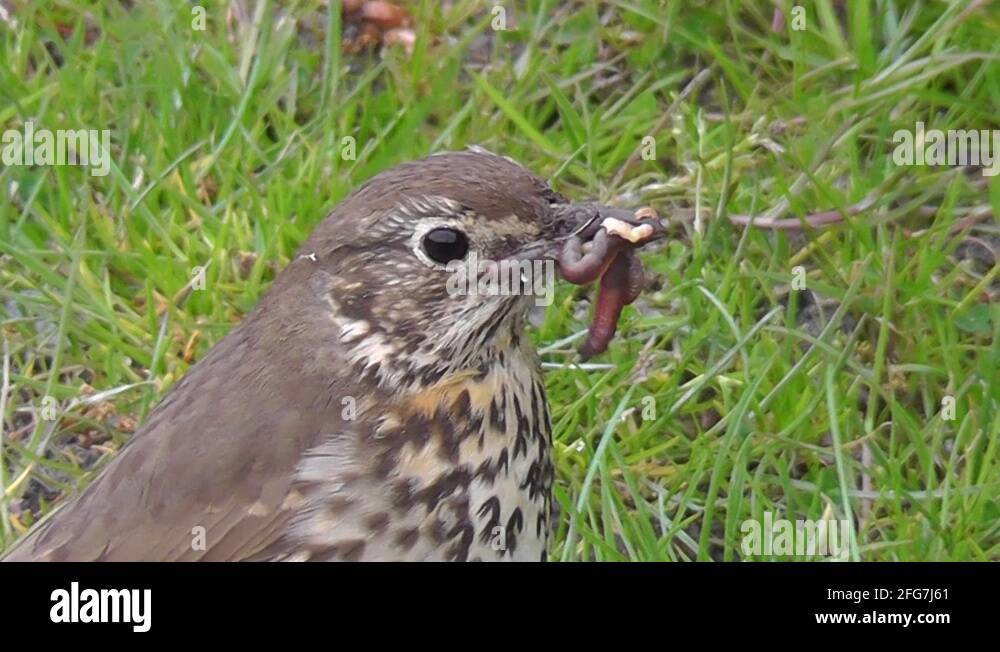 Beak worms Stock Videos & Footage - HD and 4K Video Clips - Alamy