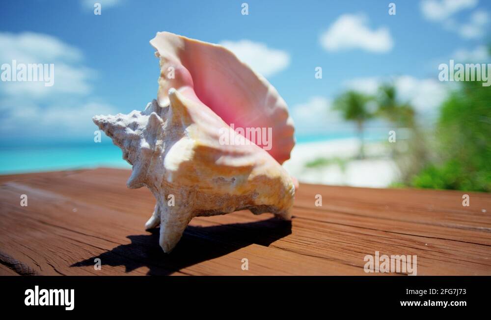 Pretty Conch shell against tropical beach background Stock Video ...