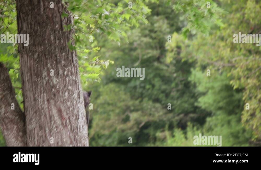 Bear behind tree Stock Videos & Footage - HD and 4K Video Clips - Alamy