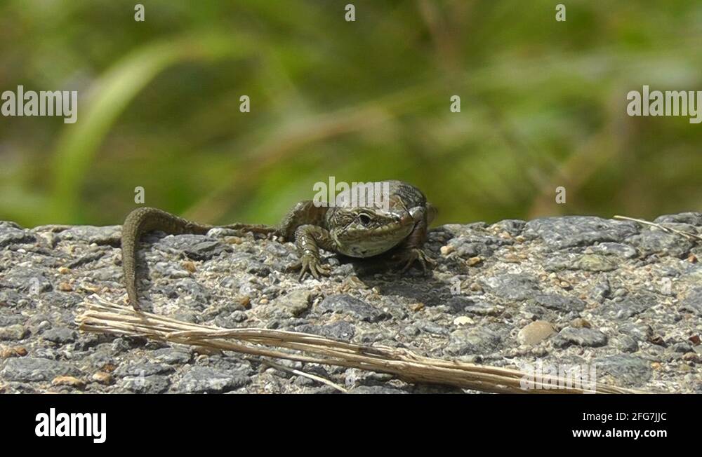 Flying reptile Stock Videos & Footage - HD and 4K Video Clips - Alamy