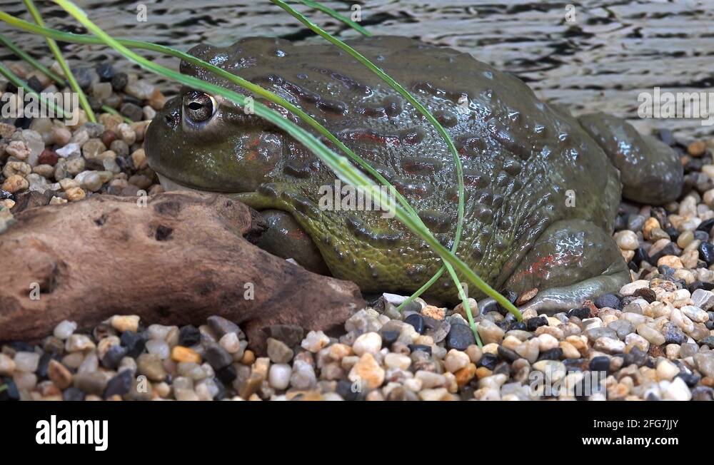 Bullfrog croaking Stock Videos & Footage - HD and 4K Video Clips - Alamy