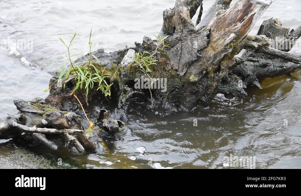 Log roots Stock Videos & Footage - HD and 4K Video Clips - Alamy