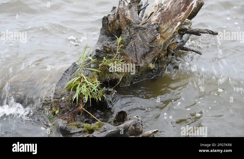 Roots and log Stock Videos & Footage - HD and 4K Video Clips - Alamy