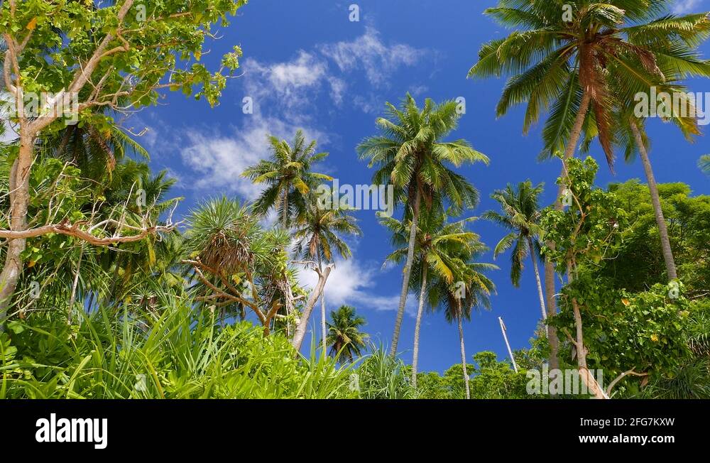 Tropical island greenery, palm trees with blue sky and clouds. 4K ...