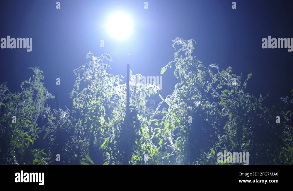 Dramatic garden plants Stock Videos & Footage - HD and 4K Video Clips ...