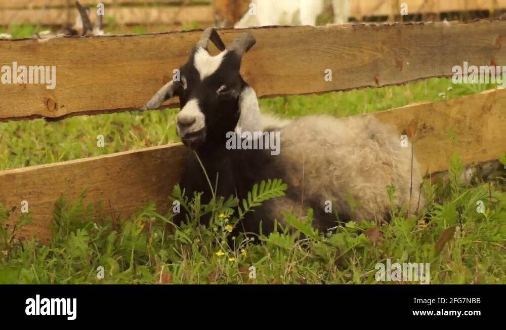 Goat on grass fence Stock Videos & Footage - HD and 4K Video Clips - Alamy