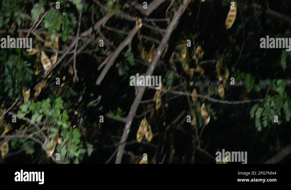 Deciduous tree walk Stock Videos & Footage - HD and 4K Video Clips - Alamy