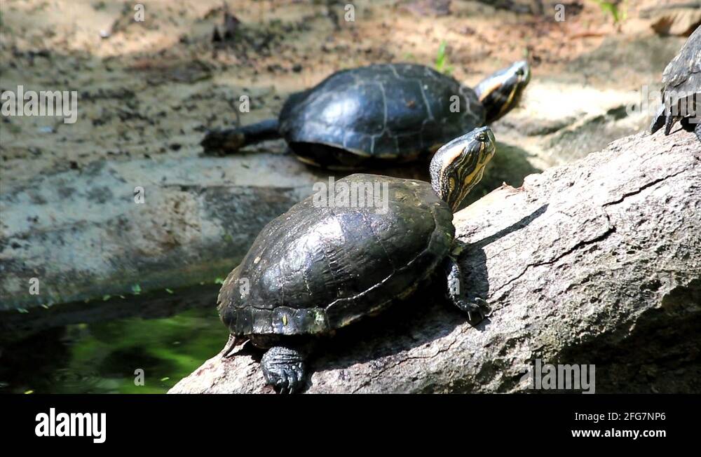 Brazilian turtles Stock Videos & Footage - HD and 4K Video Clips - Alamy