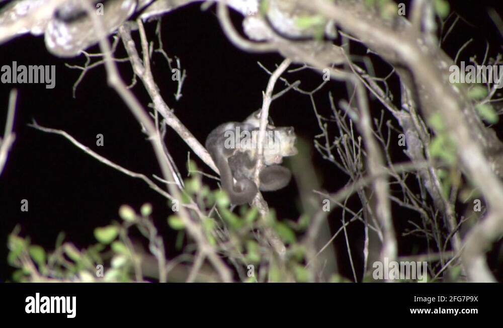 Fat-tailed Dwarf Lemur mating high up in tree in the nicht Stock Video ...