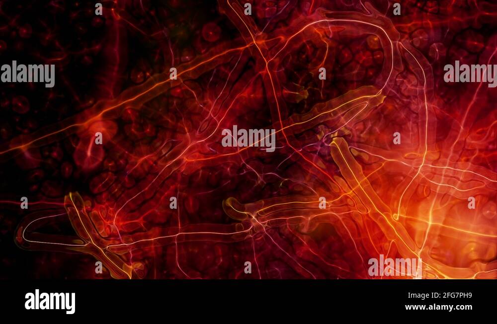 A microbial frenzy of red viral particles - Video Background 2232 HD ...