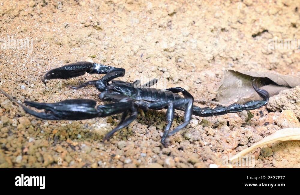 Asian giant forest scorpion Stock Videos & Footage - HD and 4K Video ...