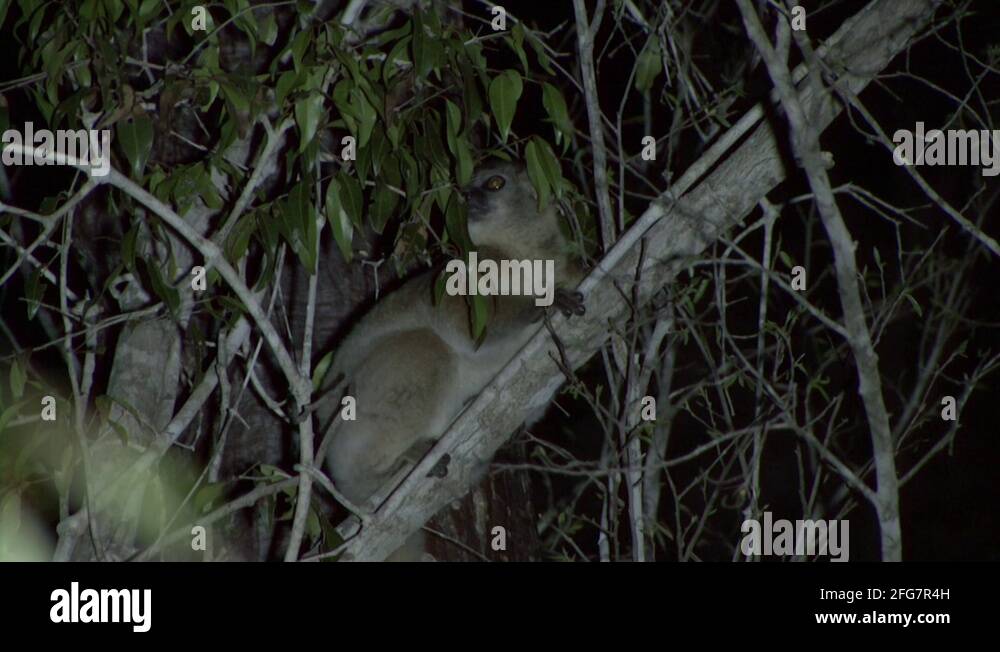 Red tailed lemur Stock Videos & Footage - HD and 4K Video Clips - Alamy