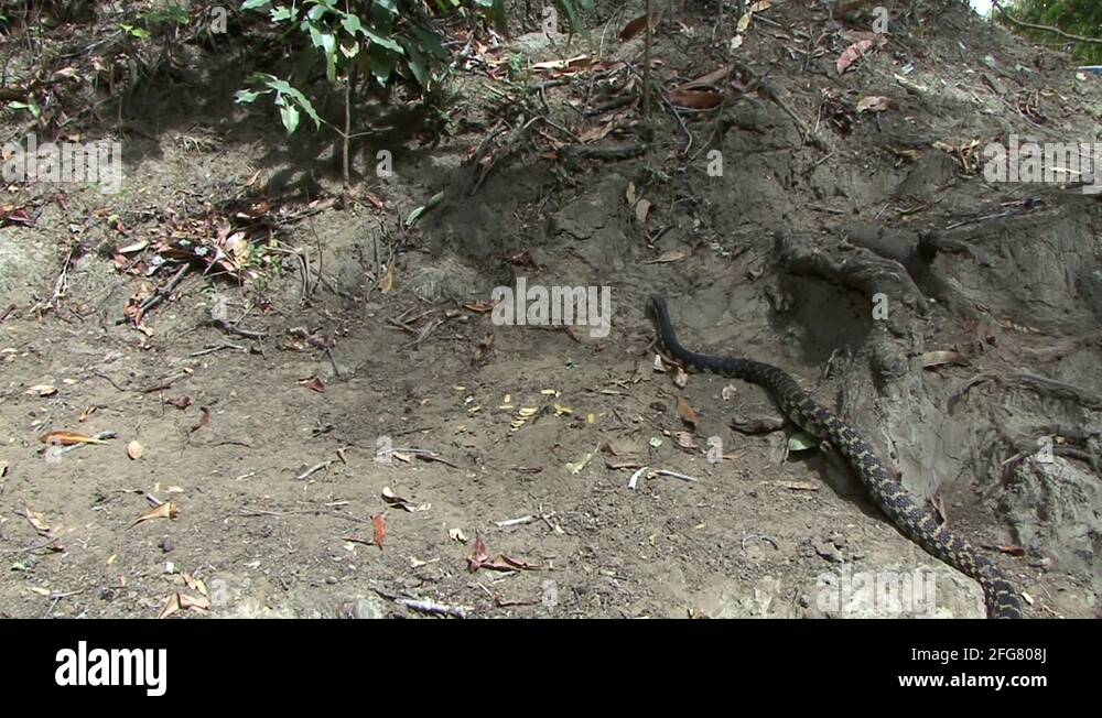 Hog-nosed snake slither through leaf litter smelling with tongue Stock ...