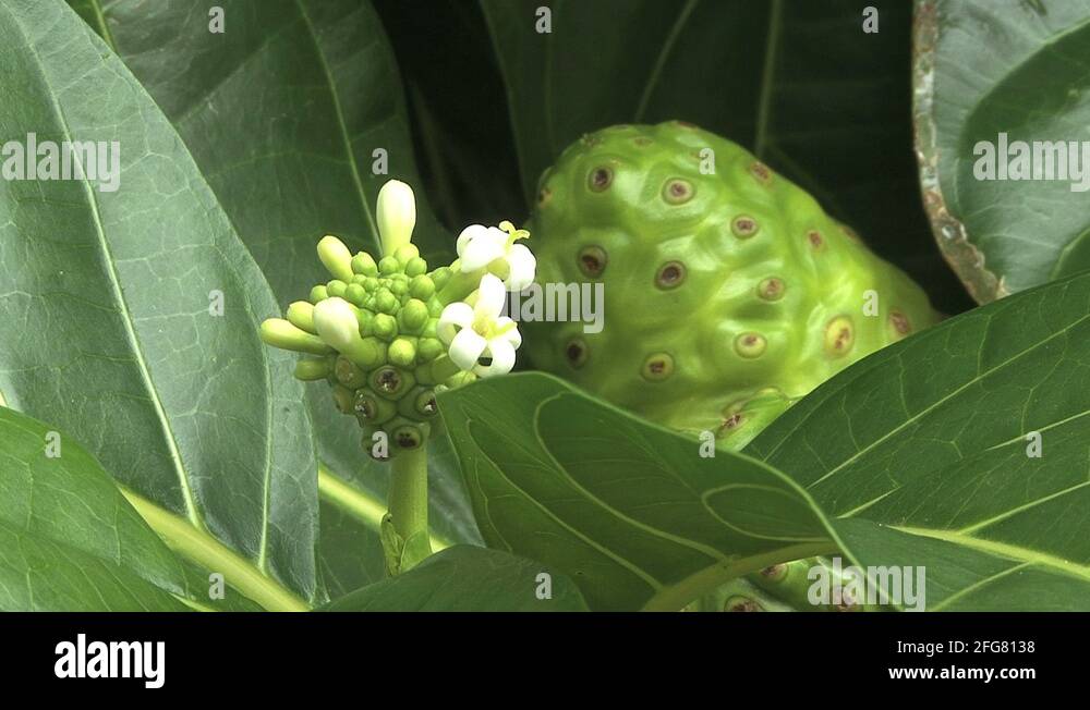 Noni plant french polynesia Stock Videos & Footage - HD and 4K Video ...