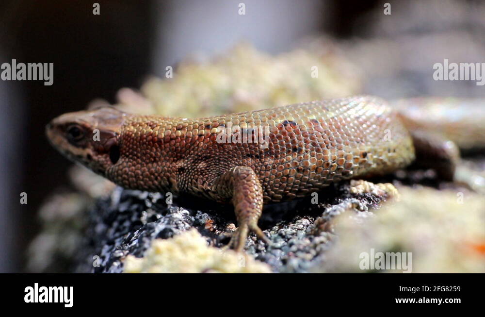 The flap reptile Stock Videos & Footage - HD and 4K Video Clips - Alamy