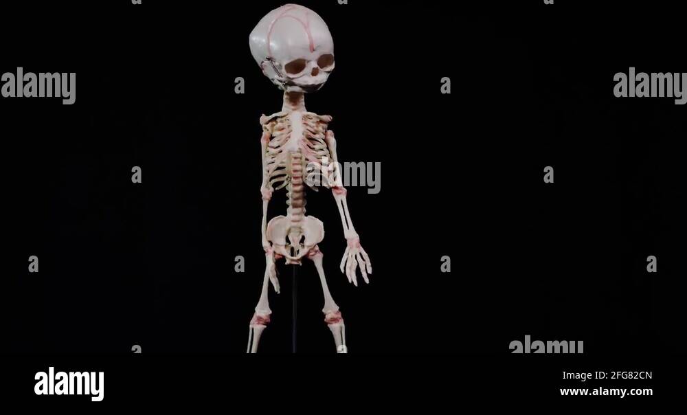 Rotating view of a baby human fetus skeleton Stock Video Footage - Alamy