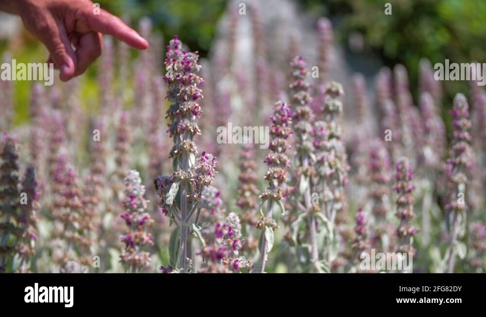 Pointing at a flower Stock Videos & Footage - HD and 4K Video Clips - Alamy