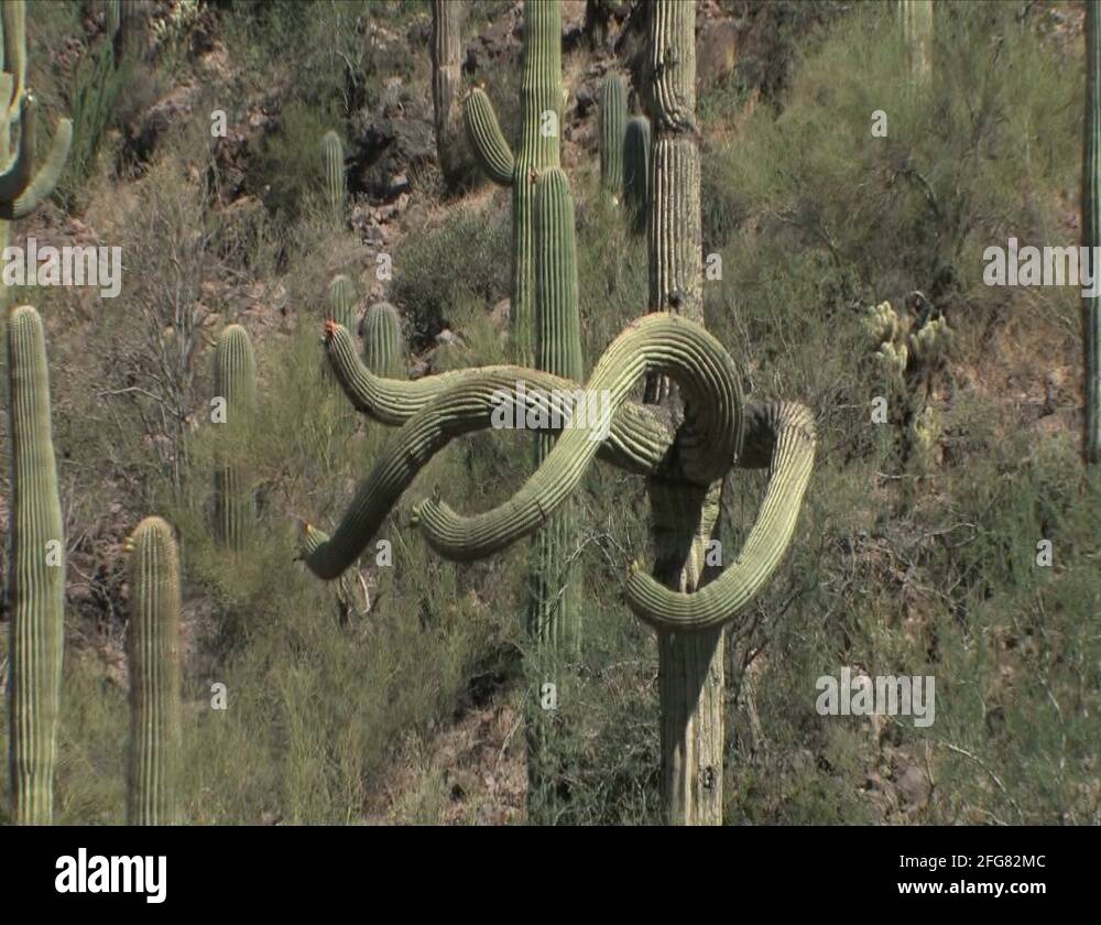 Long living cactus Stock Videos & Footage - HD and 4K Video Clips - Alamy