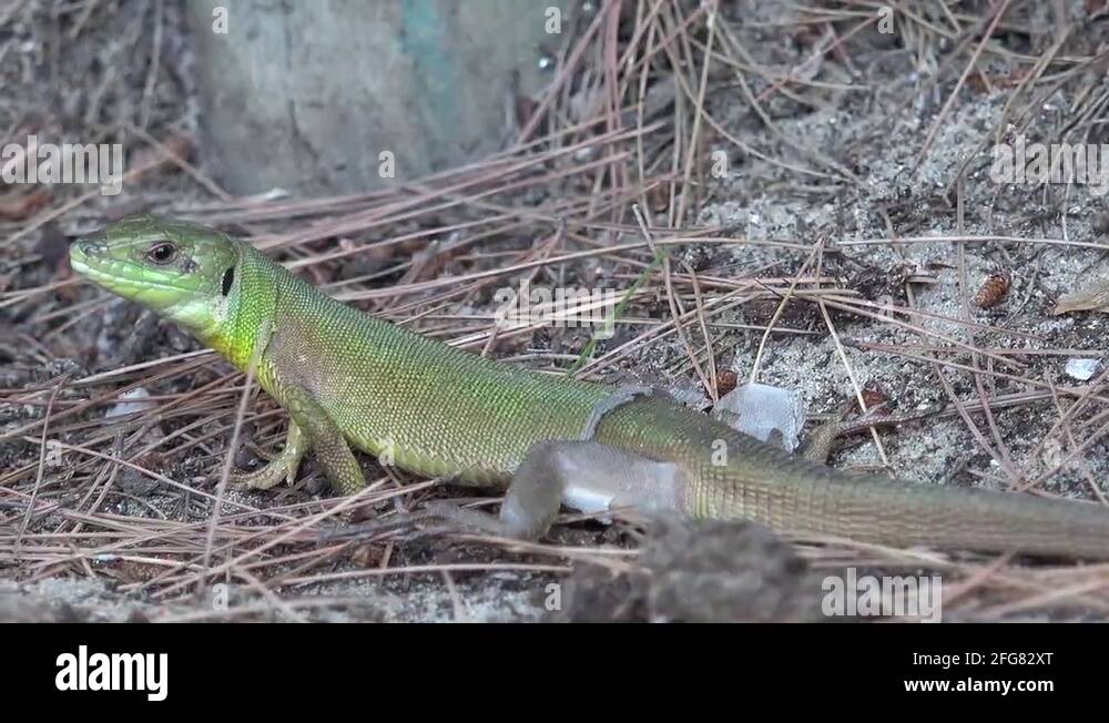 Green iguana tail Stock Videos & Footage - HD and 4K Video Clips - Alamy