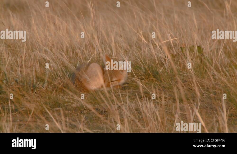 Sleeping in a field Stock Videos & Footage - HD and 4K Video Clips - Alamy