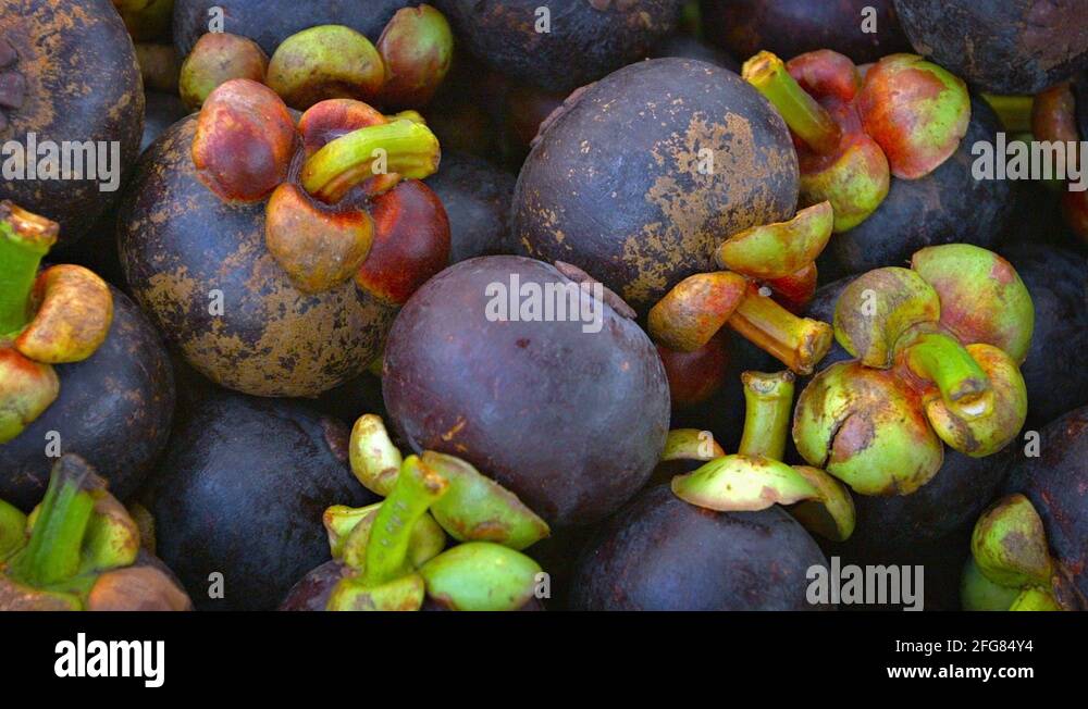 Mangosteen rind Stock Videos & Footage - HD and 4K Video Clips - Alamy