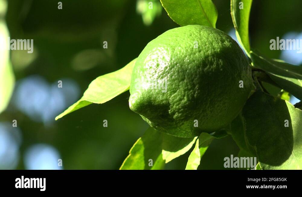 Tropical lemon leaf Stock Videos & Footage - HD and 4K Video Clips - Alamy