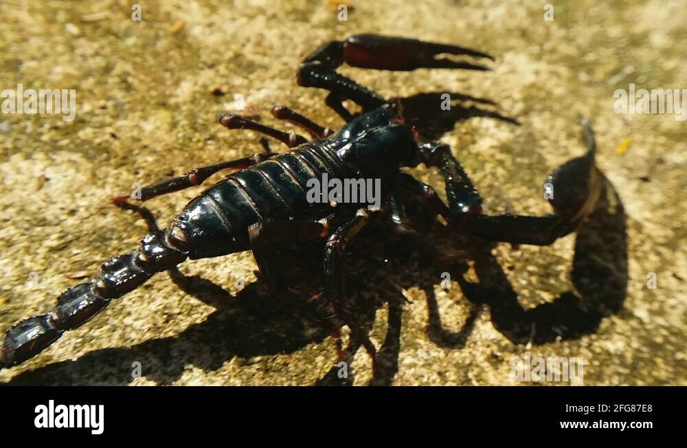 Scorpio dangerous toxic poisonous animal Stock Videos & Footage - HD ...