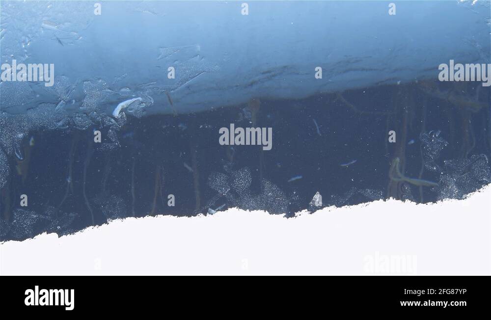 Ice algae Stock Videos & Footage - HD and 4K Video Clips - Alamy