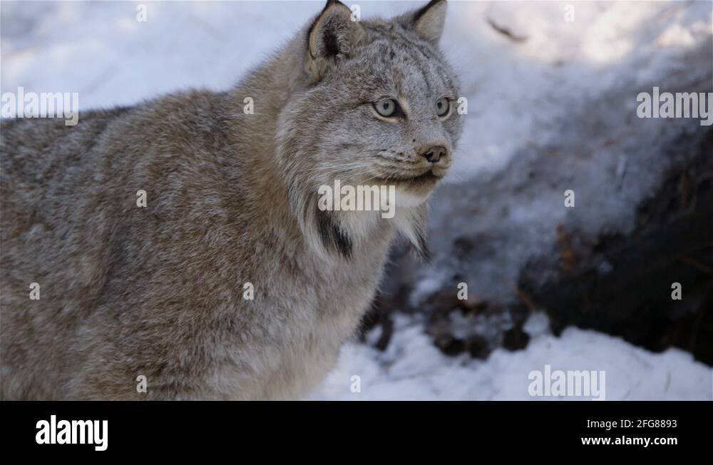 Eurasian lynx lynx lynx stalking Stock Videos & Footage - HD and 4K ...