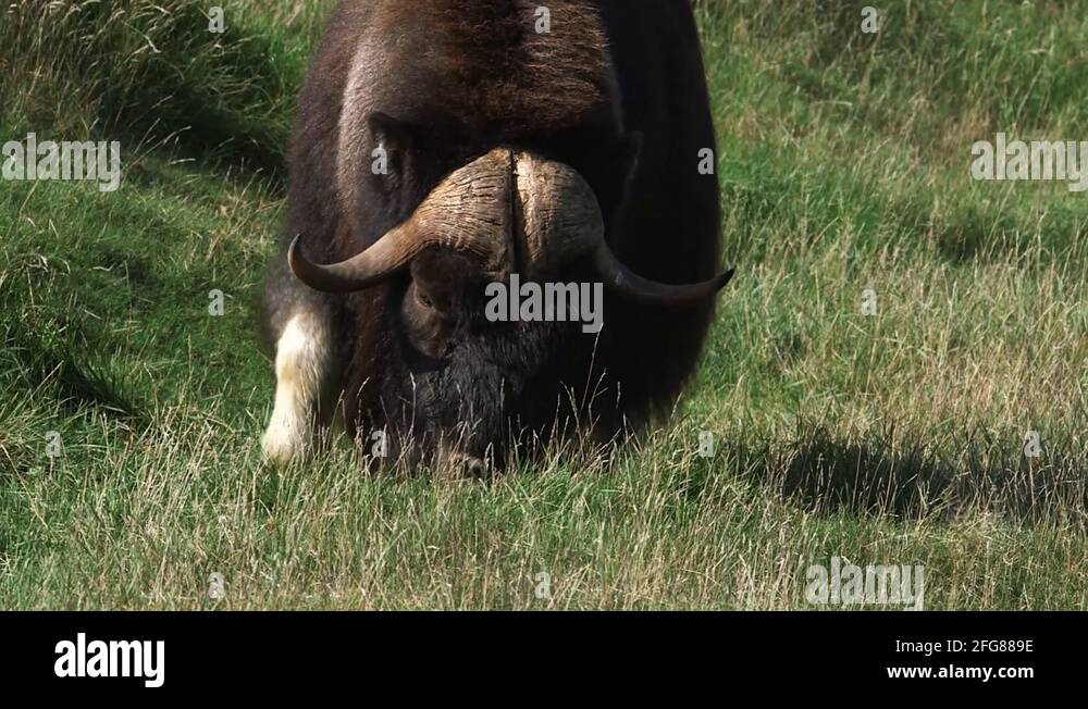 Ox species Stock Videos & Footage - HD and 4K Video Clips - Alamy