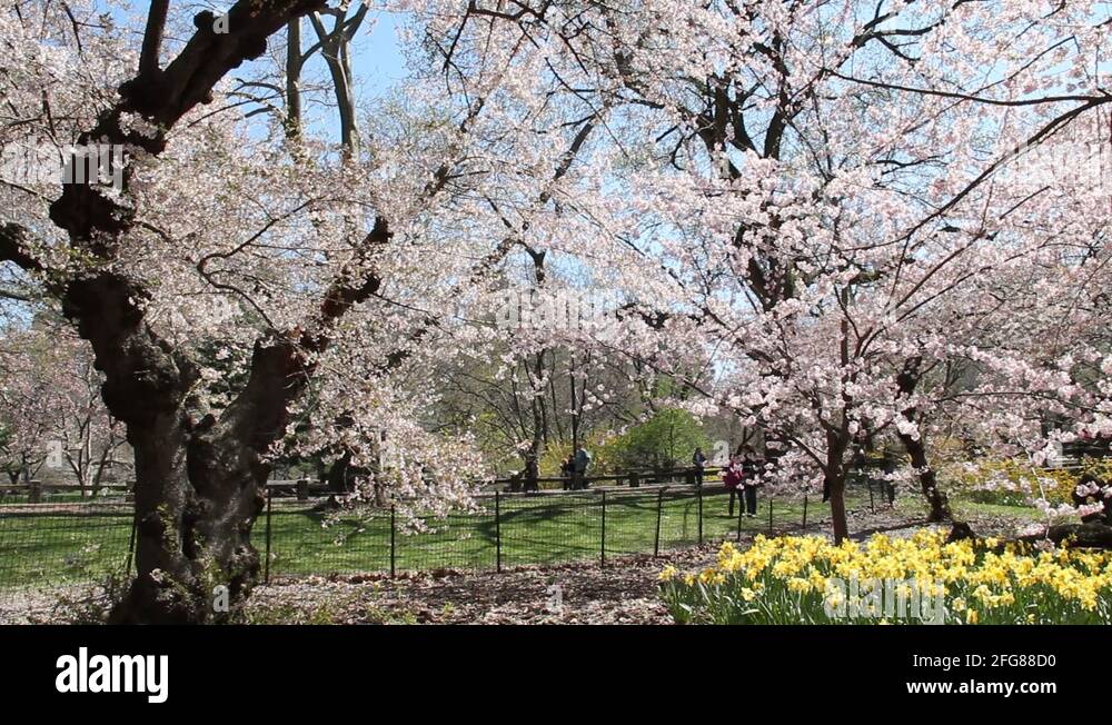 Central park trees and flowers Stock Videos & Footage - HD and 4K Video ...