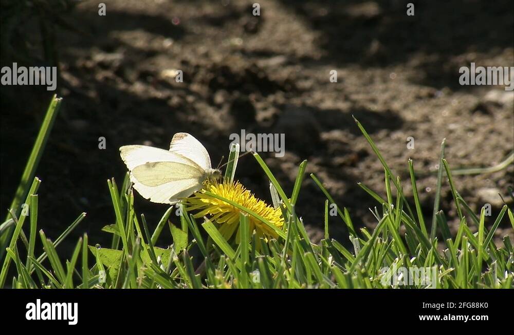Perched moth Stock Videos & Footage - HD and 4K Video Clips - Alamy