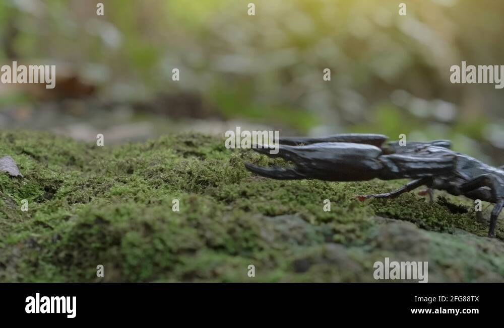 Scorpion stinger up close Stock Videos & Footage - HD and 4K Video ...