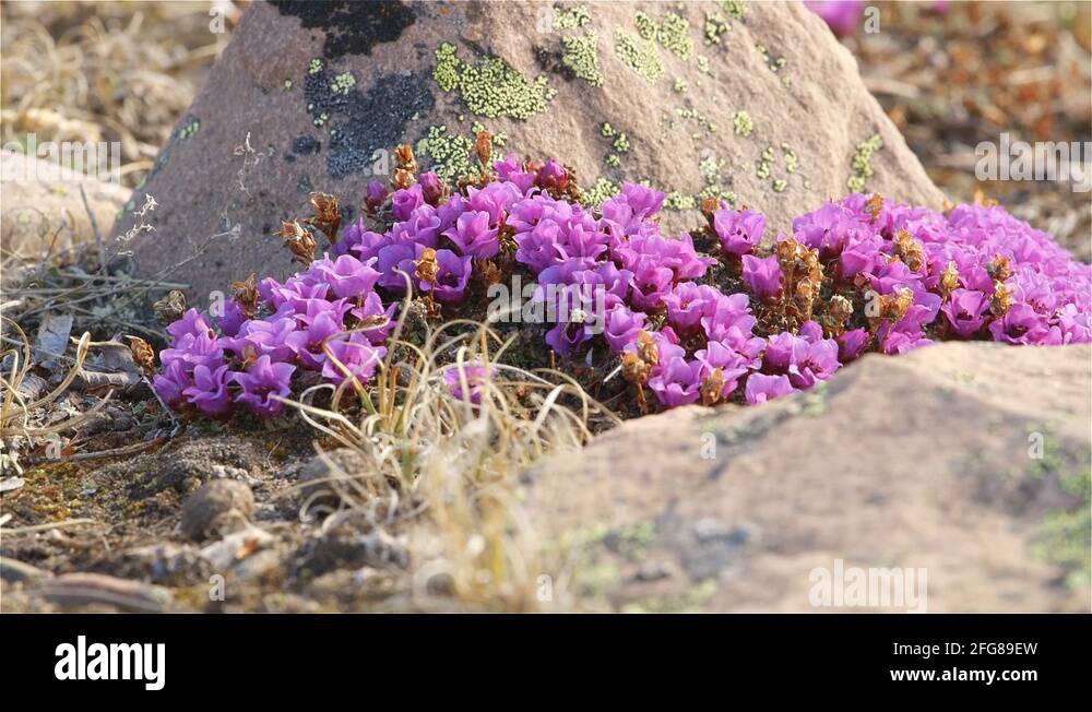 Flower growing on the rock Stock Videos & Footage - HD and 4K Video ...