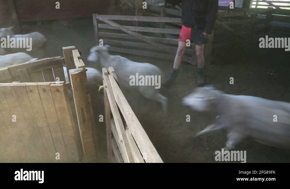 Counting animals Stock Videos & Footage - HD and 4K Video Clips - Alamy