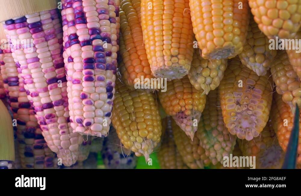 Indian corn texture Stock Videos & Footage - HD and 4K Video Clips - Alamy