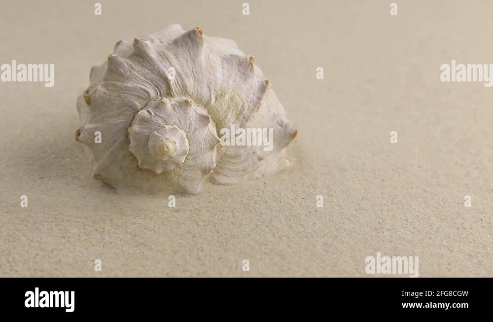 White seashell on sand Stock Videos & Footage - HD and 4K Video Clips ...