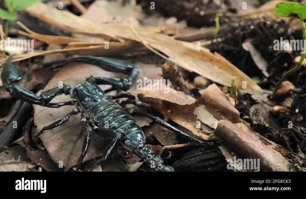 Stinger tail Stock Videos & Footage - HD and 4K Video Clips - Alamy