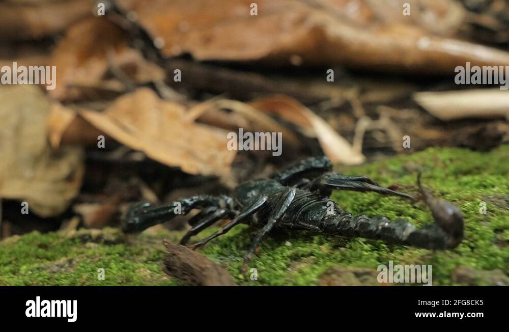 Scorpion's tail Stock Videos & Footage - HD and 4K Video Clips - Alamy