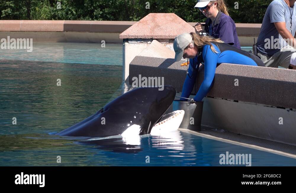 Trainers Clean The Teeth Of A Captive Killer Whale Orca At A Marine ...