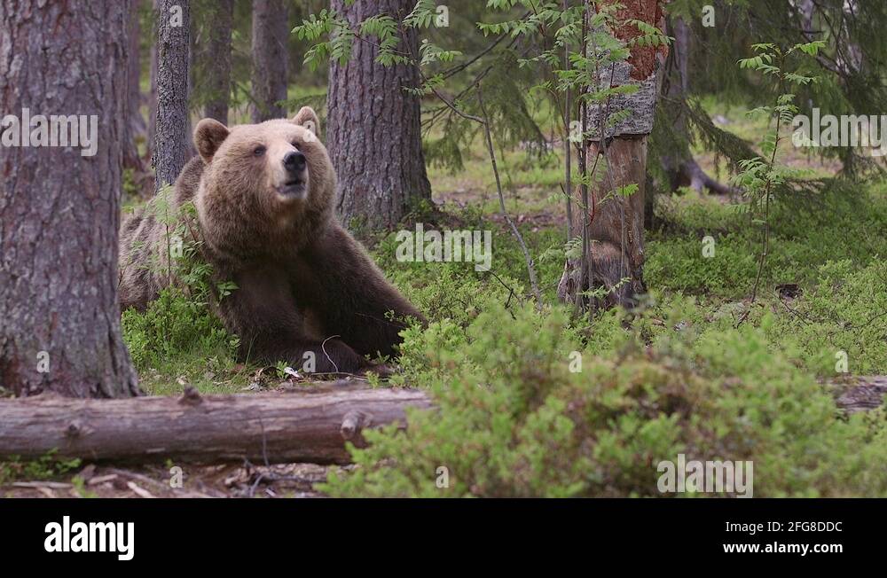 Brown Bear behind trees search for food Stock Video Footage - Alamy