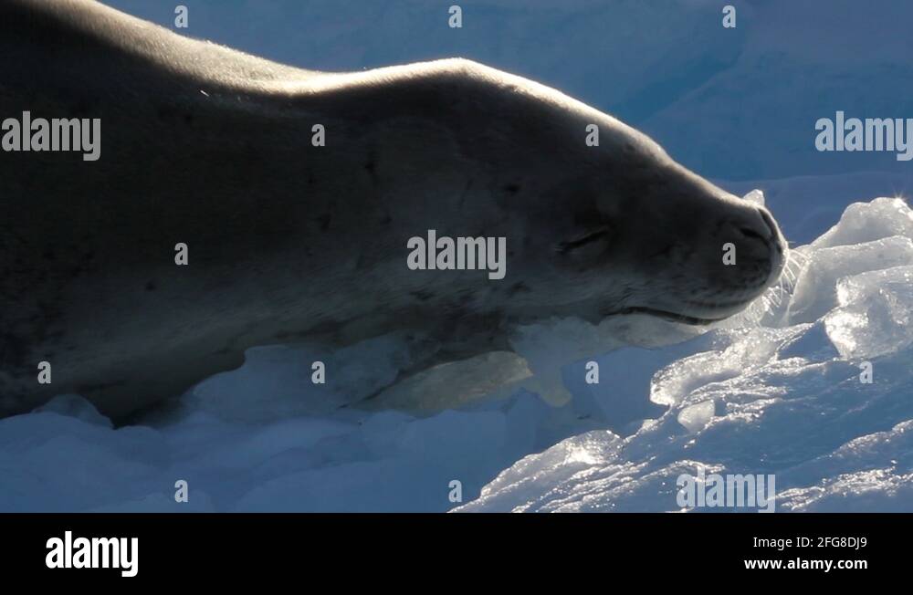 Antarctica animals animal iceberg Stock Videos & Footage - HD and 4K ...