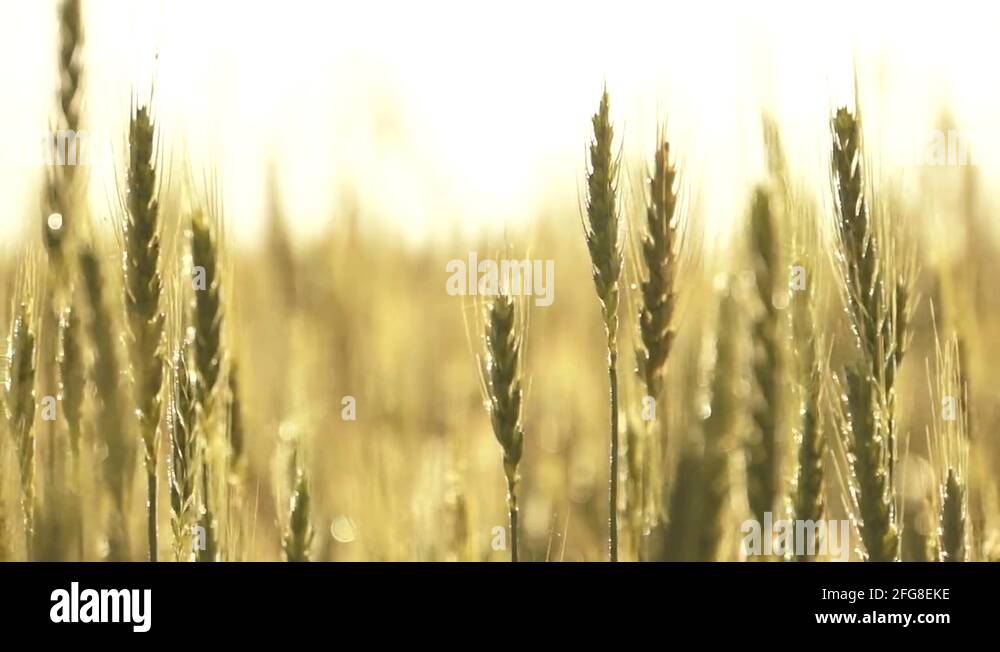 Golden rice Stock Videos & Footage - HD and 4K Video Clips - Alamy